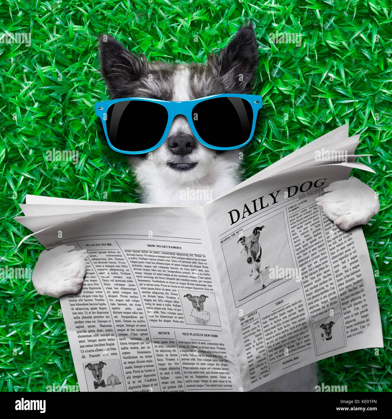 dog reading a newspaper lying on grass at the park Stock Photo - Alamy