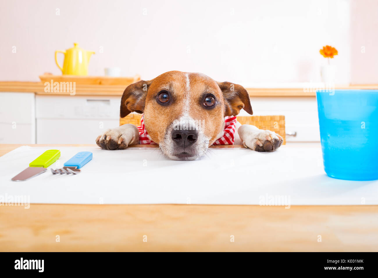 jack russell dog sitting at table begging to eat , tablecloths included ...