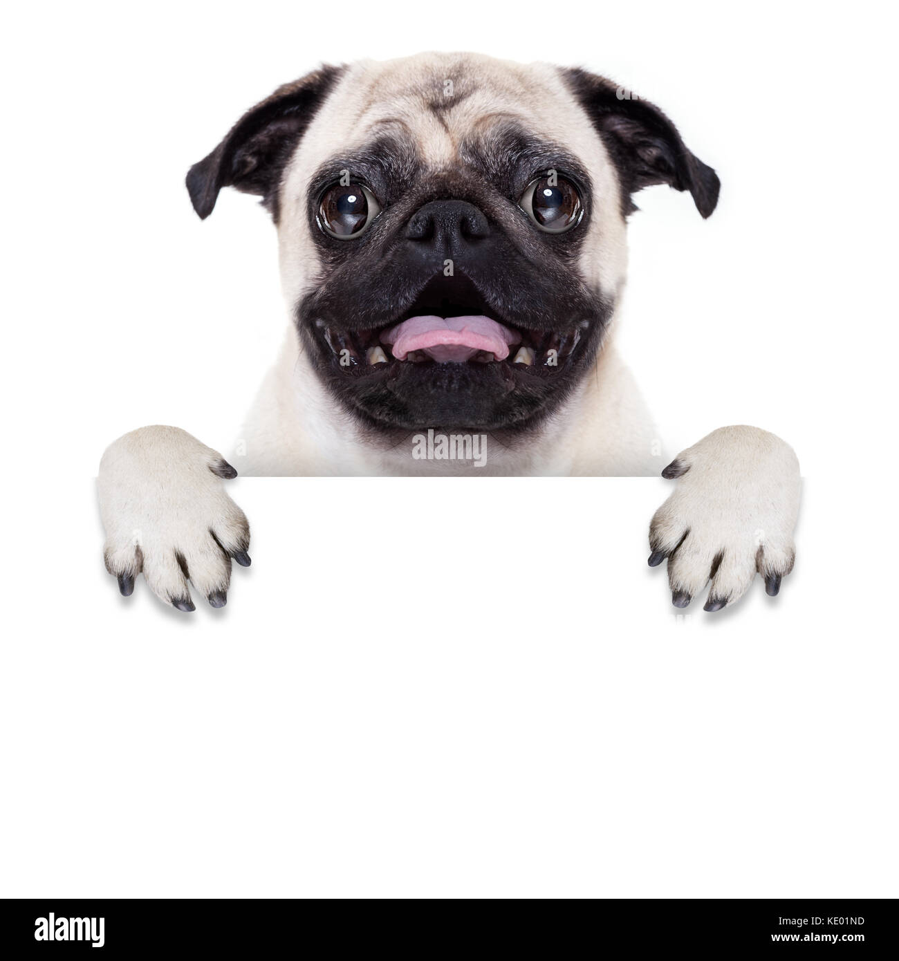 pug dog behind blank white banner or placard with open mouth ...
