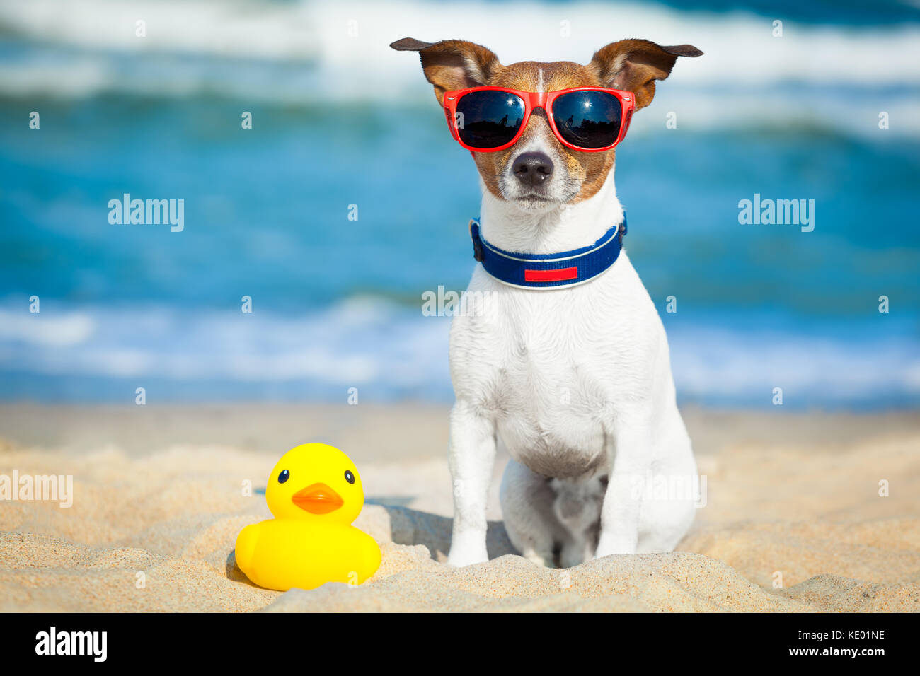 dog sitting with plastic rubber duck at the beach with ocean as ...