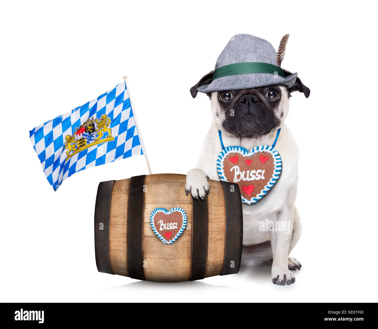 bavarian german pug dog behind beer barrel and bavarian flags, isolated ...
