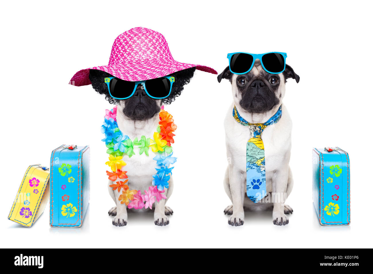 couple of pug dog ready to depart for summer vacation with sunglasses ...