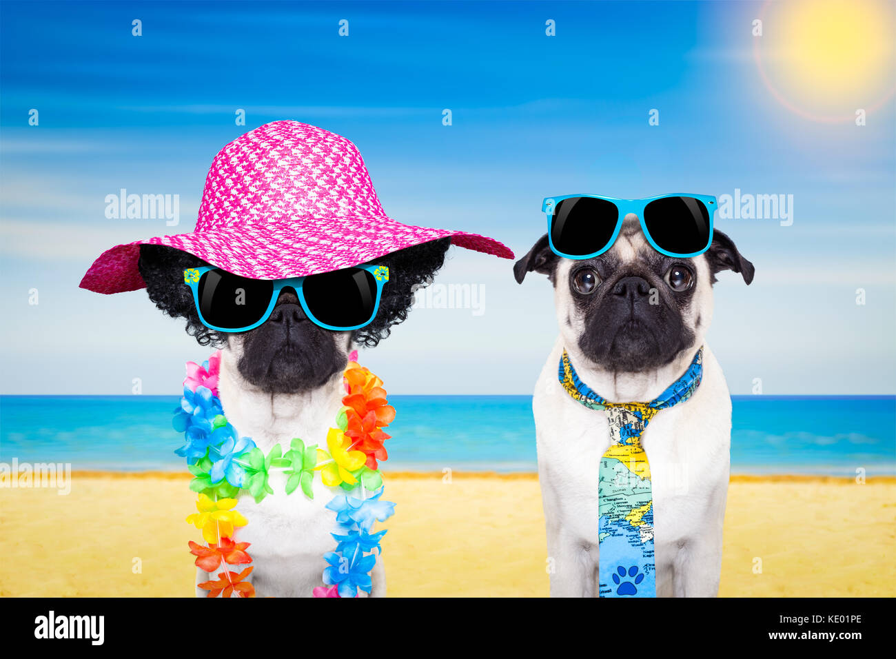 couple of pug dogs in love , relaxing at the beach on summer vacation ...