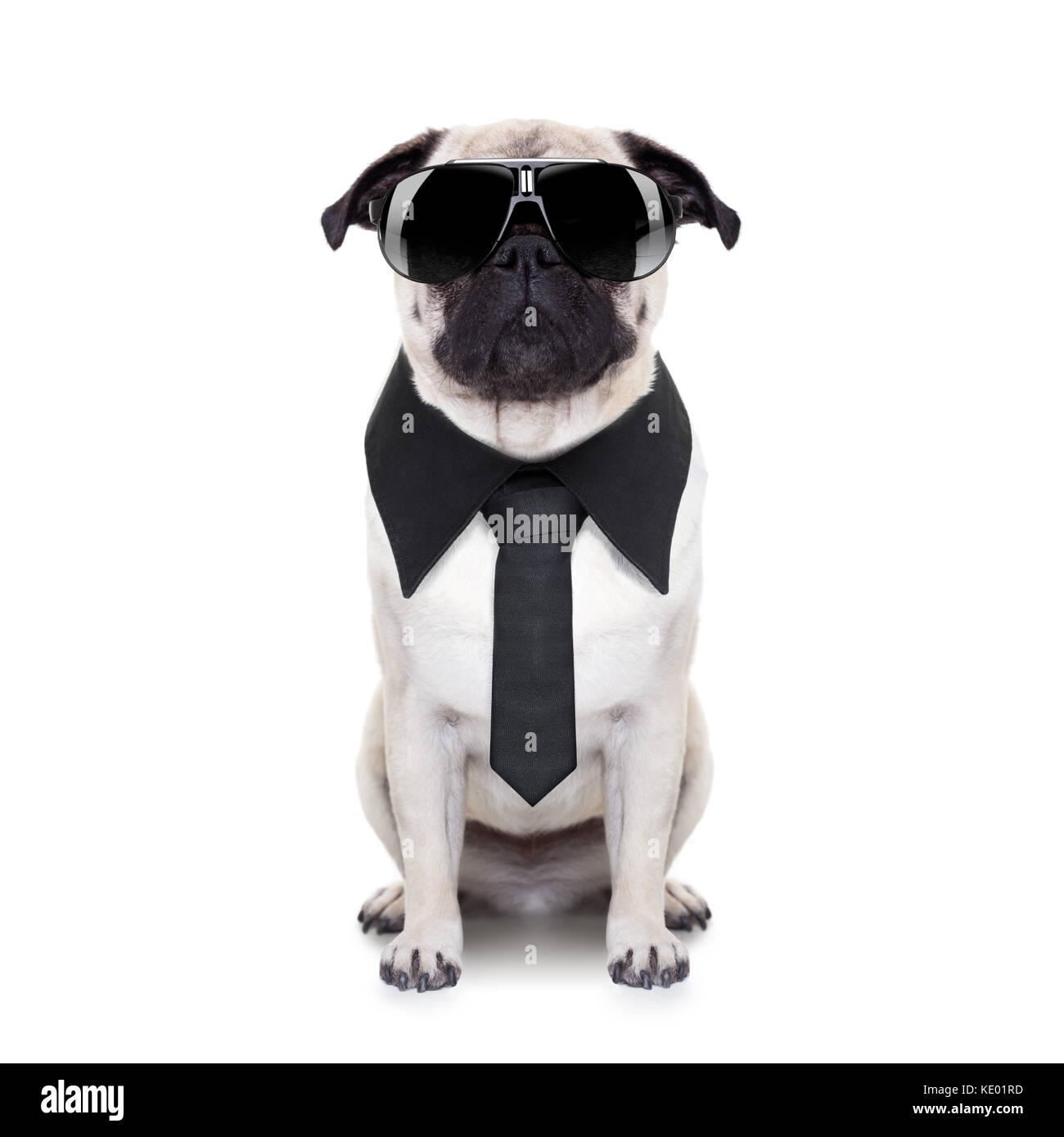 Pug tuxedo hi-res stock photography and images - Alamy