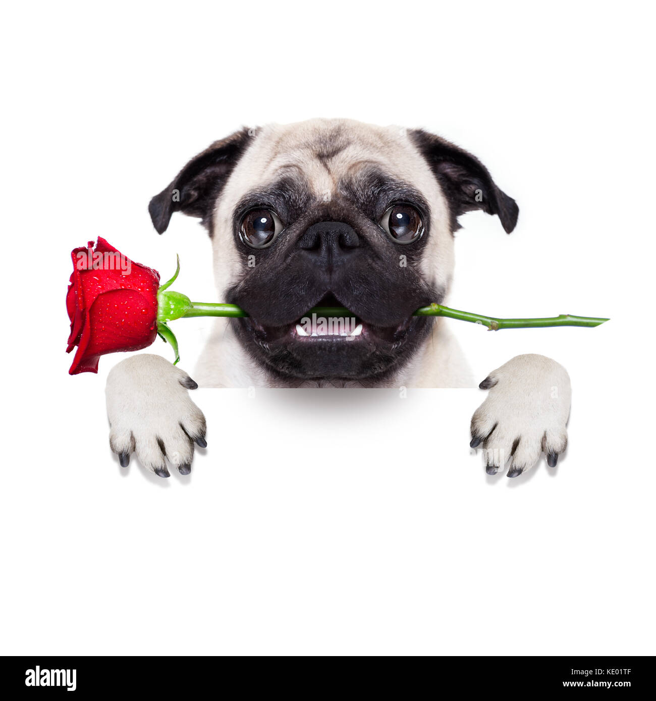 valentines dog in love with you , with a red rose in mouth , isolated ...