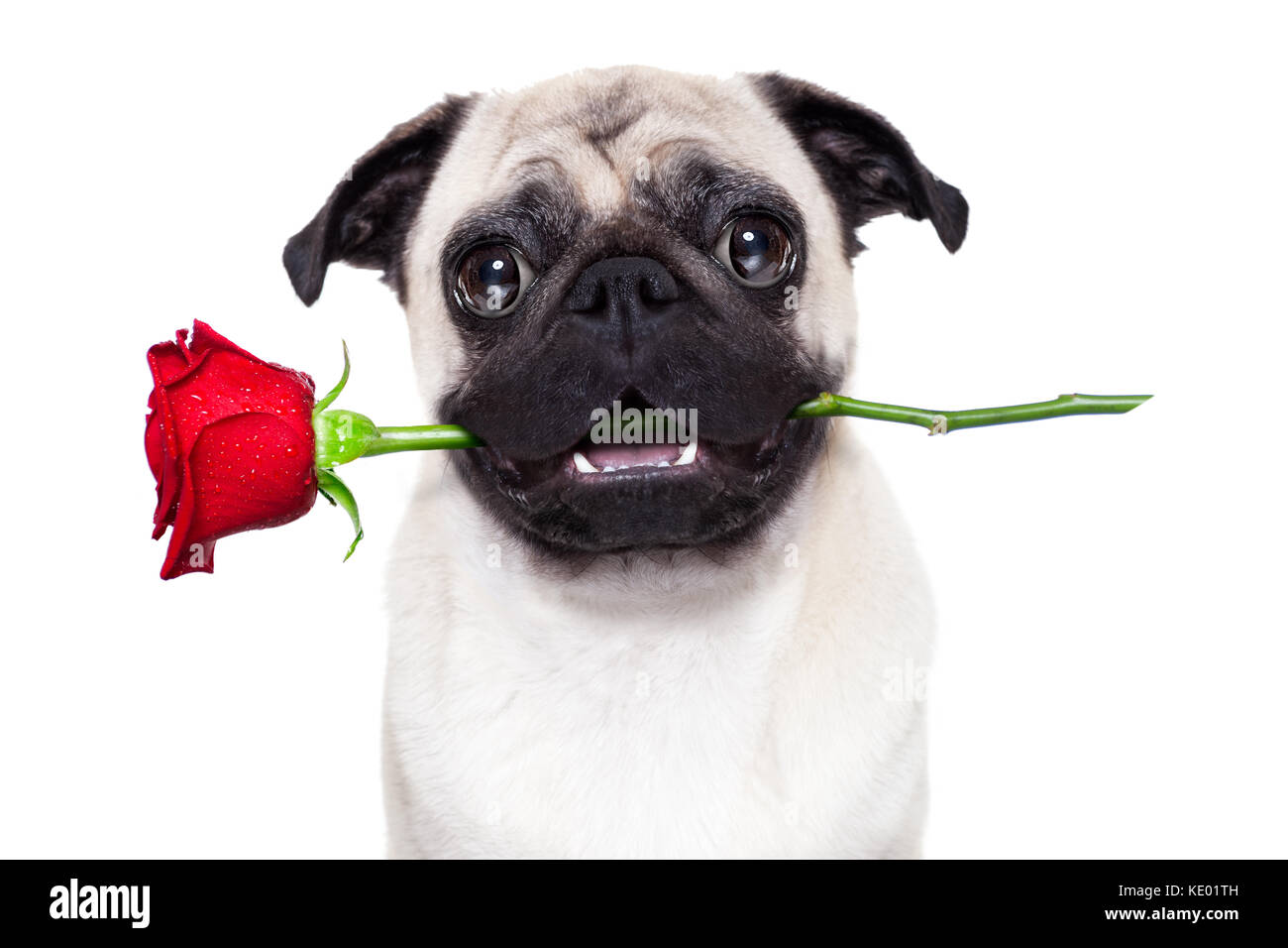 valentines dog in love with you , with a red rose in mouth , isolated ...