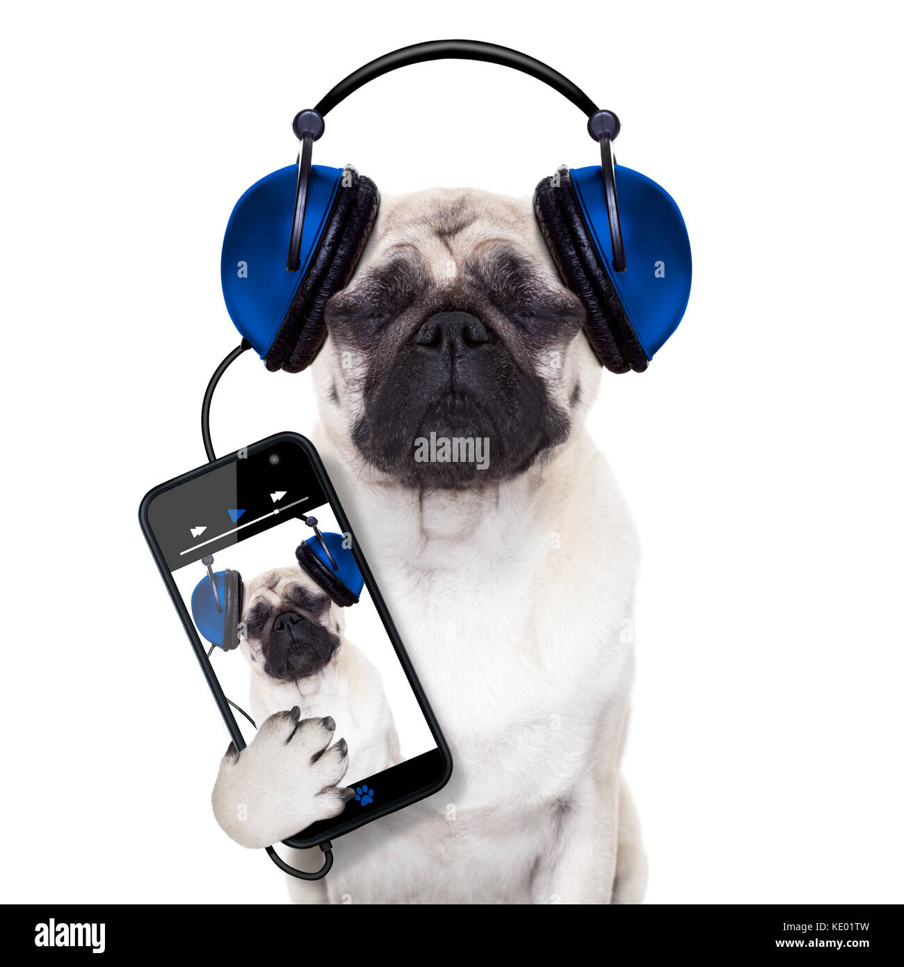 pug dog listening to music from smartphone or player, eyes closed Stock ...