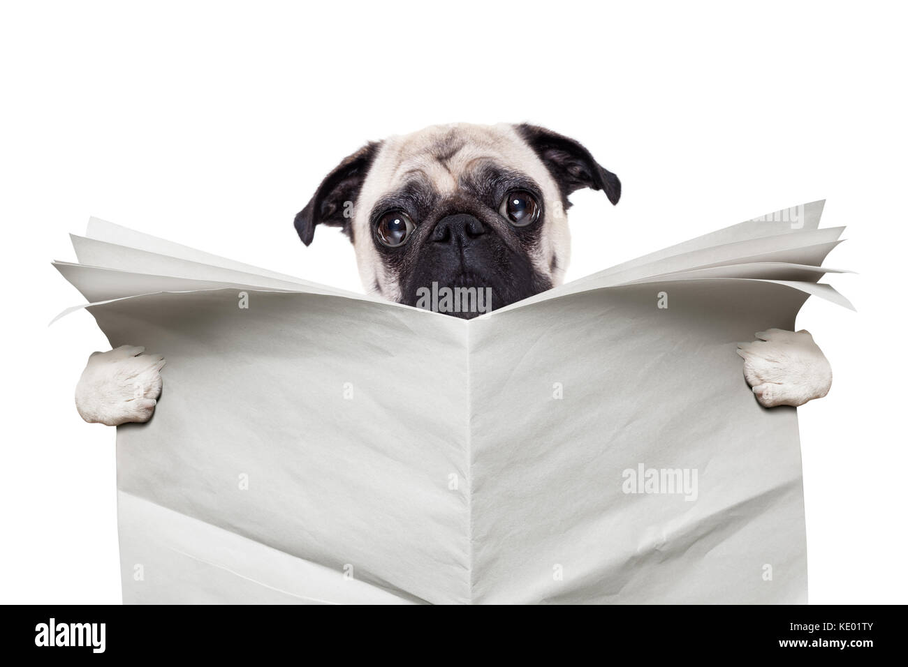 pug dog reading a blank white empty newspaper isolated on white ...