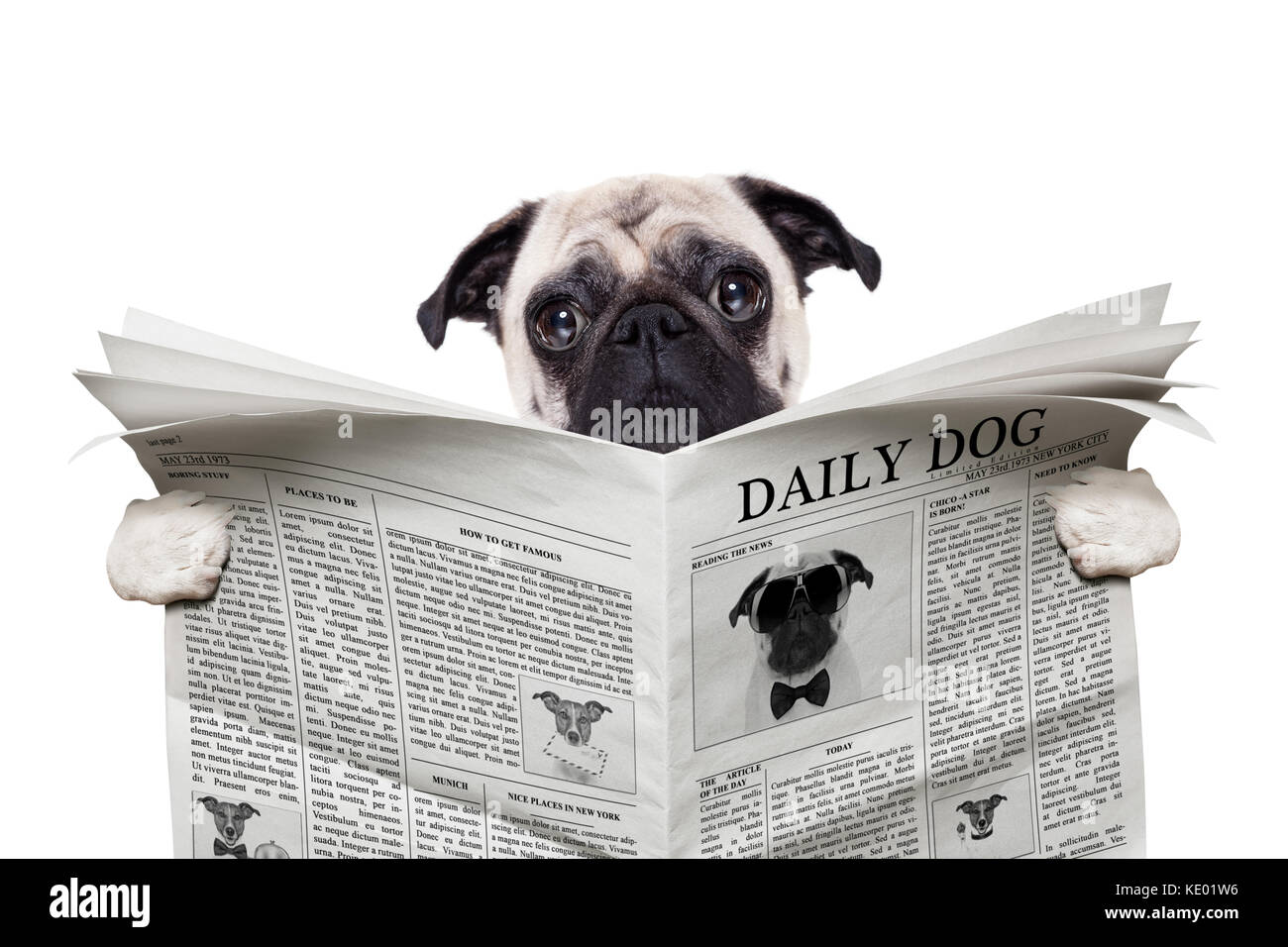 pug dog reading a the news on the newspaper, isolated on white ...