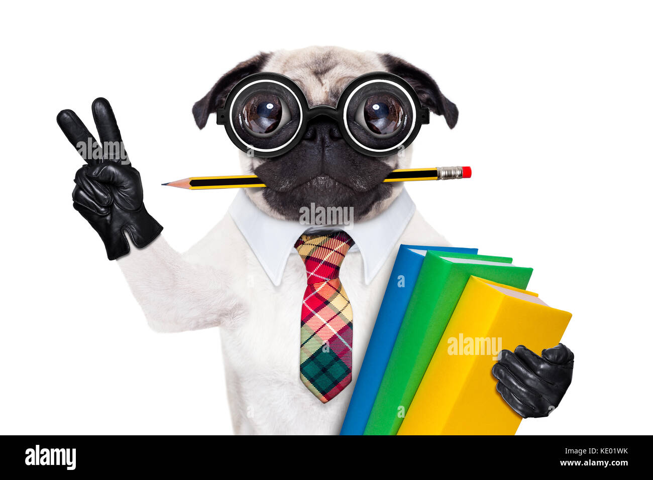 cool school pug dog, with stack of books and pencil in mouth , victory ...