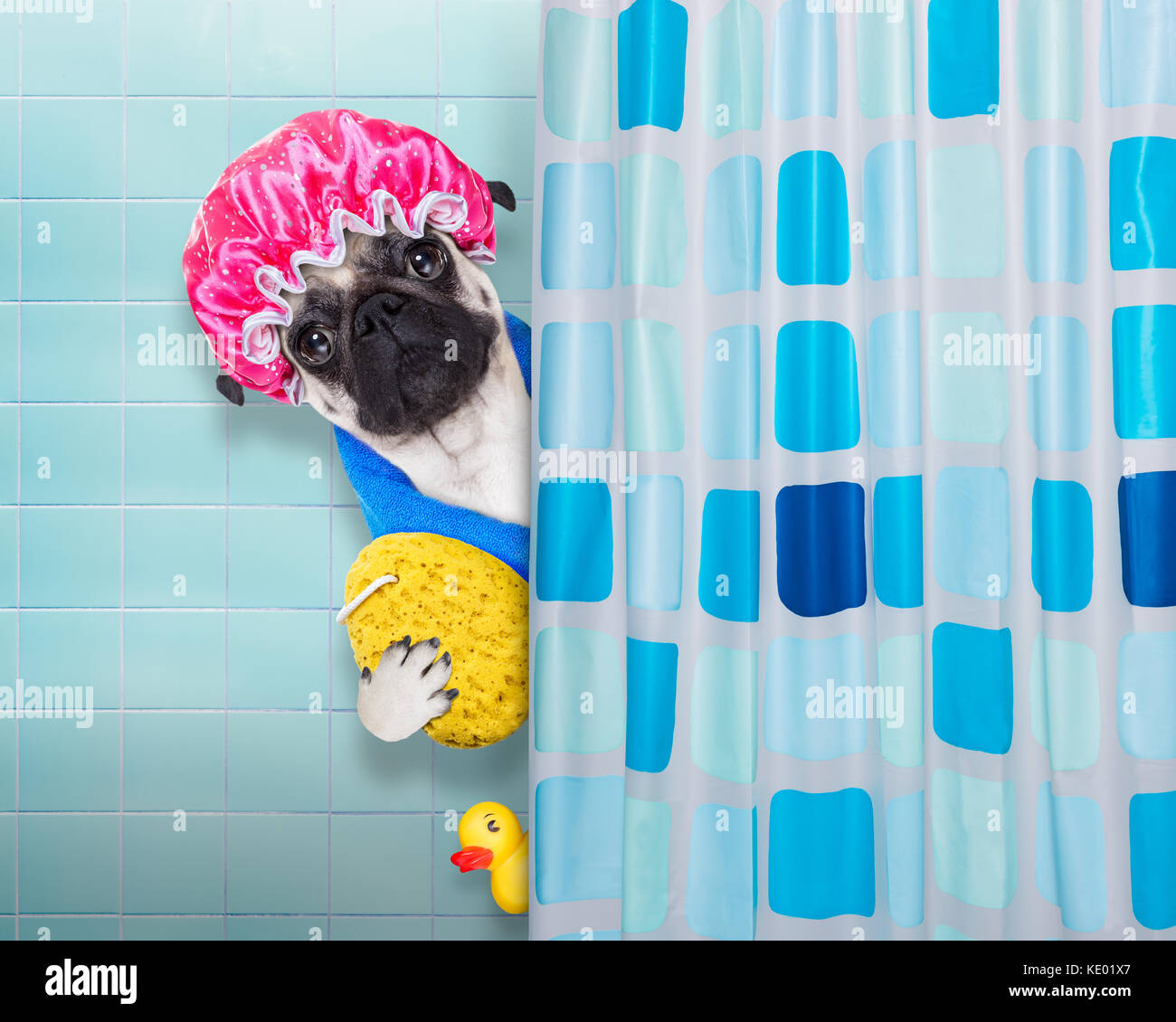 Dog wearing a shower cap hi-res stock photography and images - Alamy