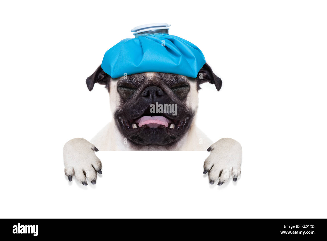 pug dog with headache and hangover with ice bag or ice pack on head ...