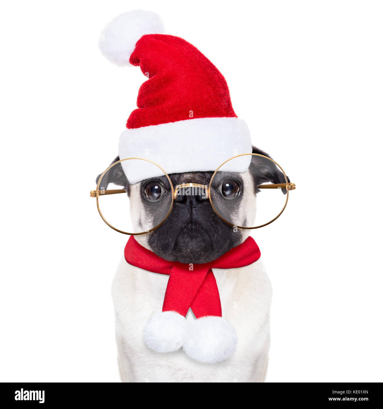 smart pug dog as santa claus with big glasses, for christmas holidays ...