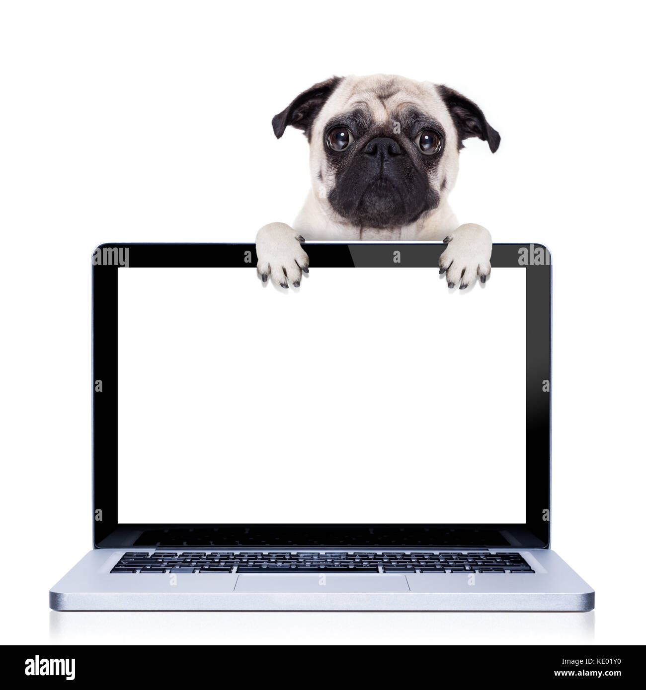 pug dog behind a laptop pc laptop computer screen, isolated on white ...