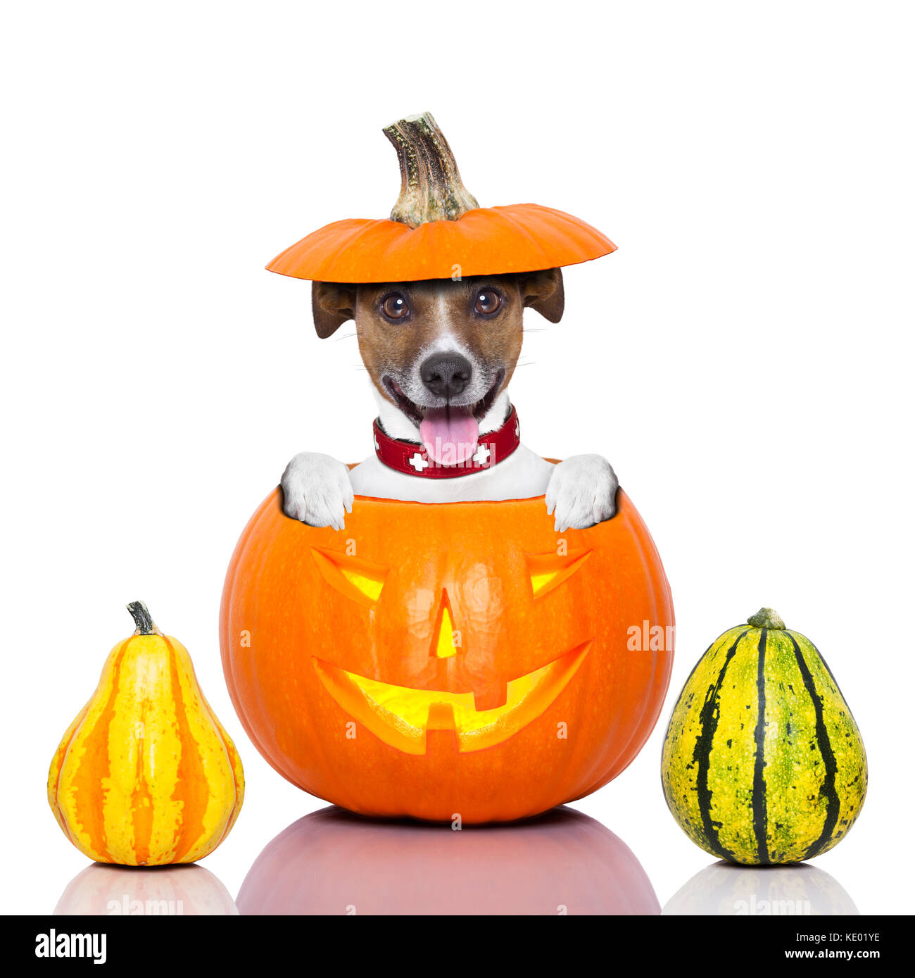halloween dog inside a pumpkin looking spooky Stock Photo - Alamy