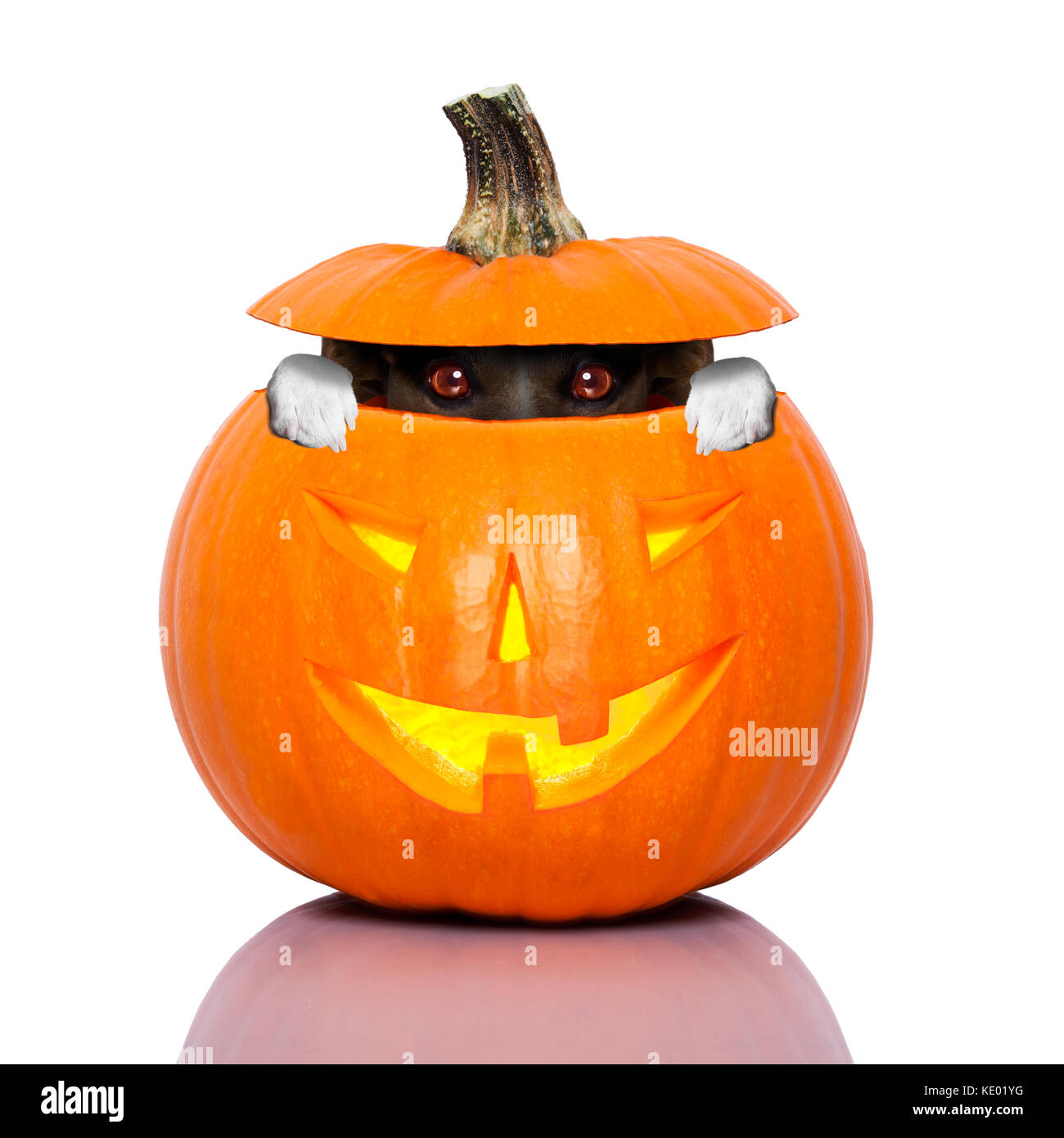 halloween dog inside a pumpkin looking spooky Stock Photo - Alamy