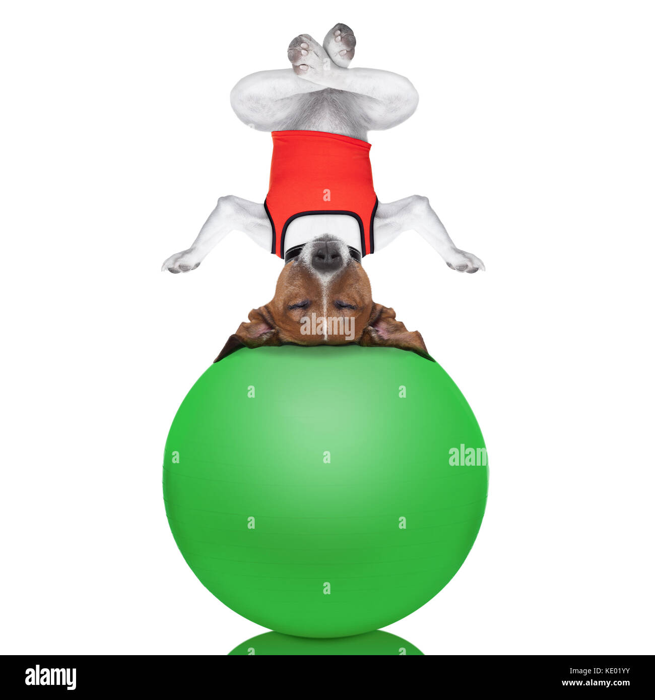 yoga dog posing in a relaxing upside down pose with both arms open and ...