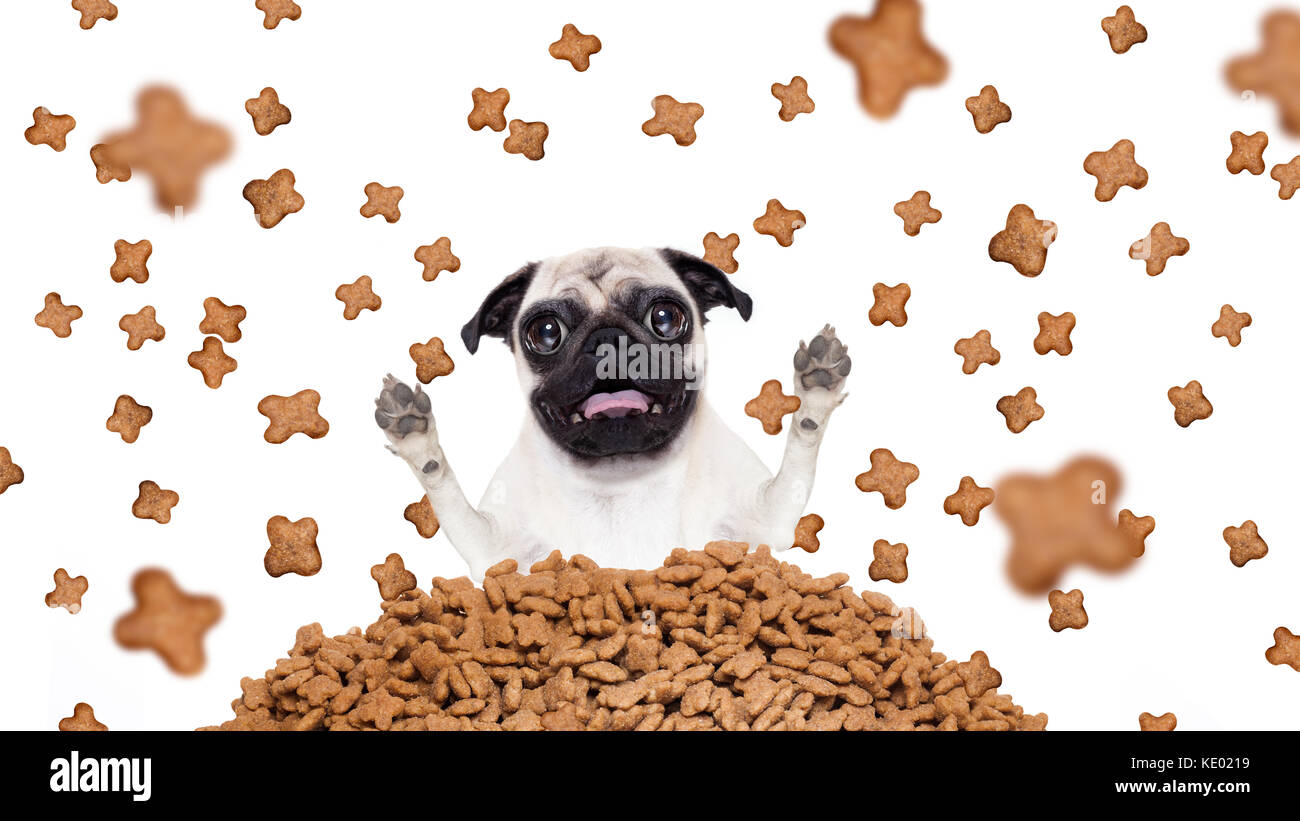 hungry and surprised pug dog behind a big mound or cluster of food ...