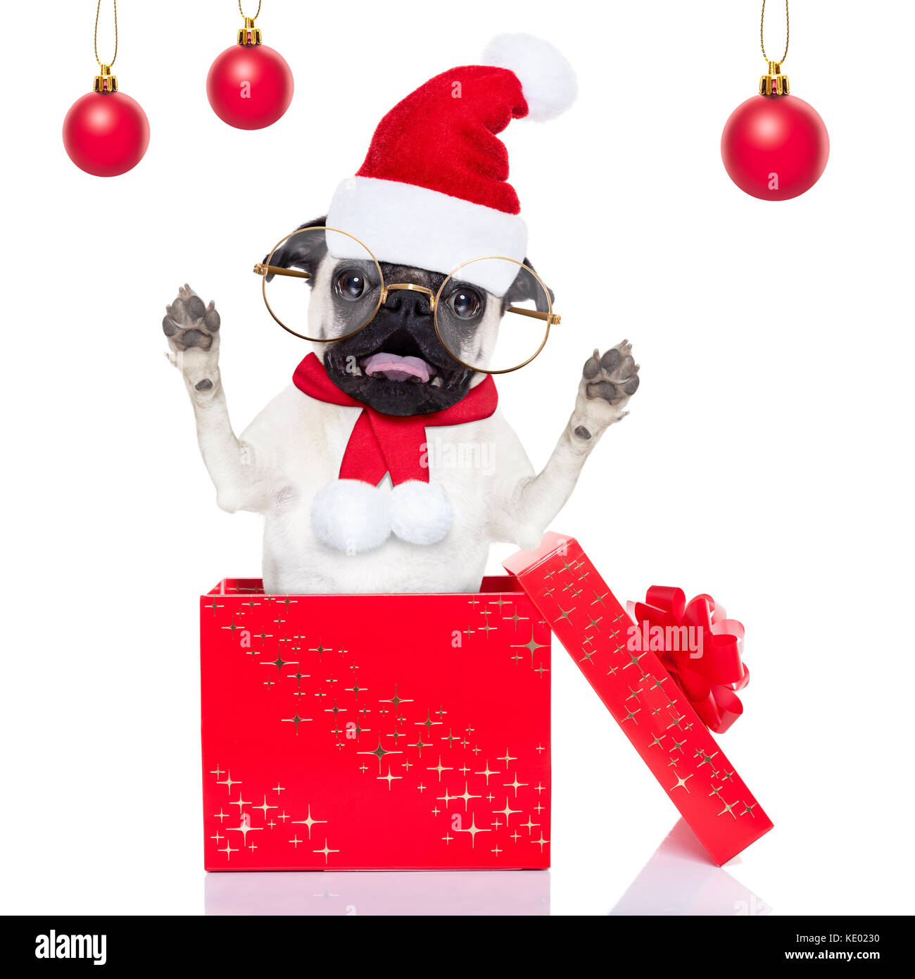 pug dog as santa claus jumping out of a gift or present box at ...