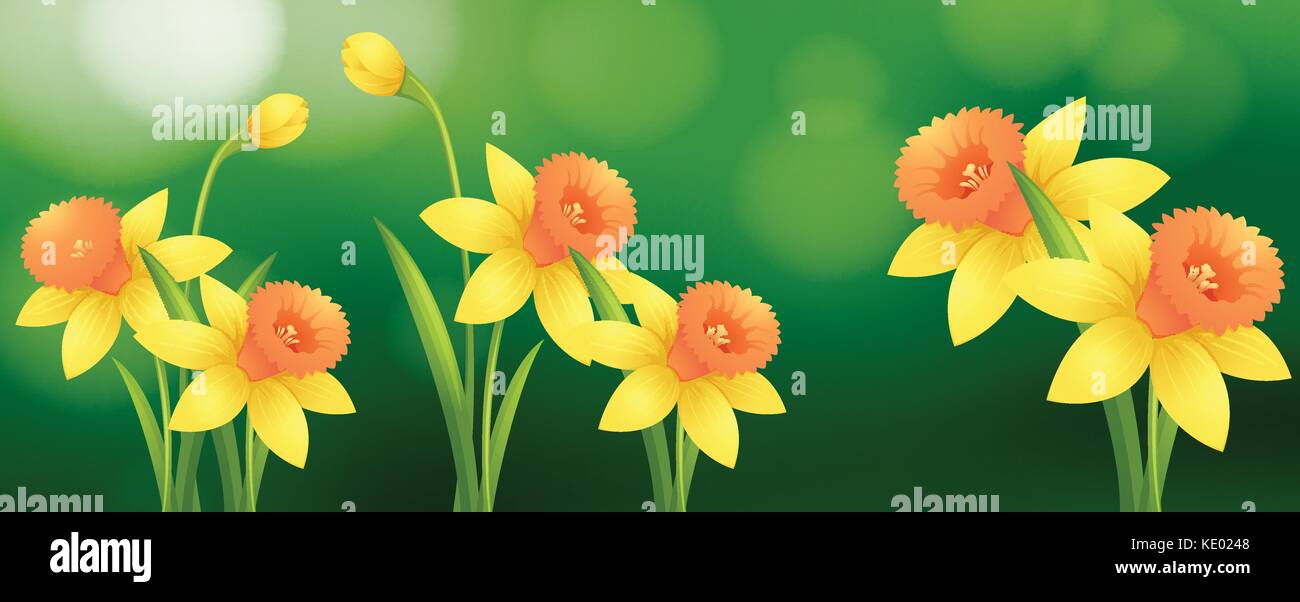 Daffodil scene Stock Vector Images - Alamy
