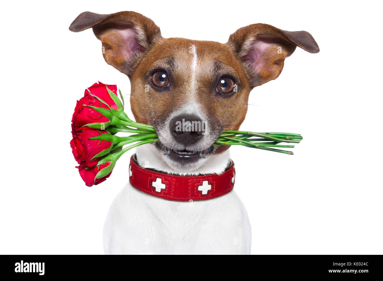 valentines dog with red roses in mouth , isolated on white background ...