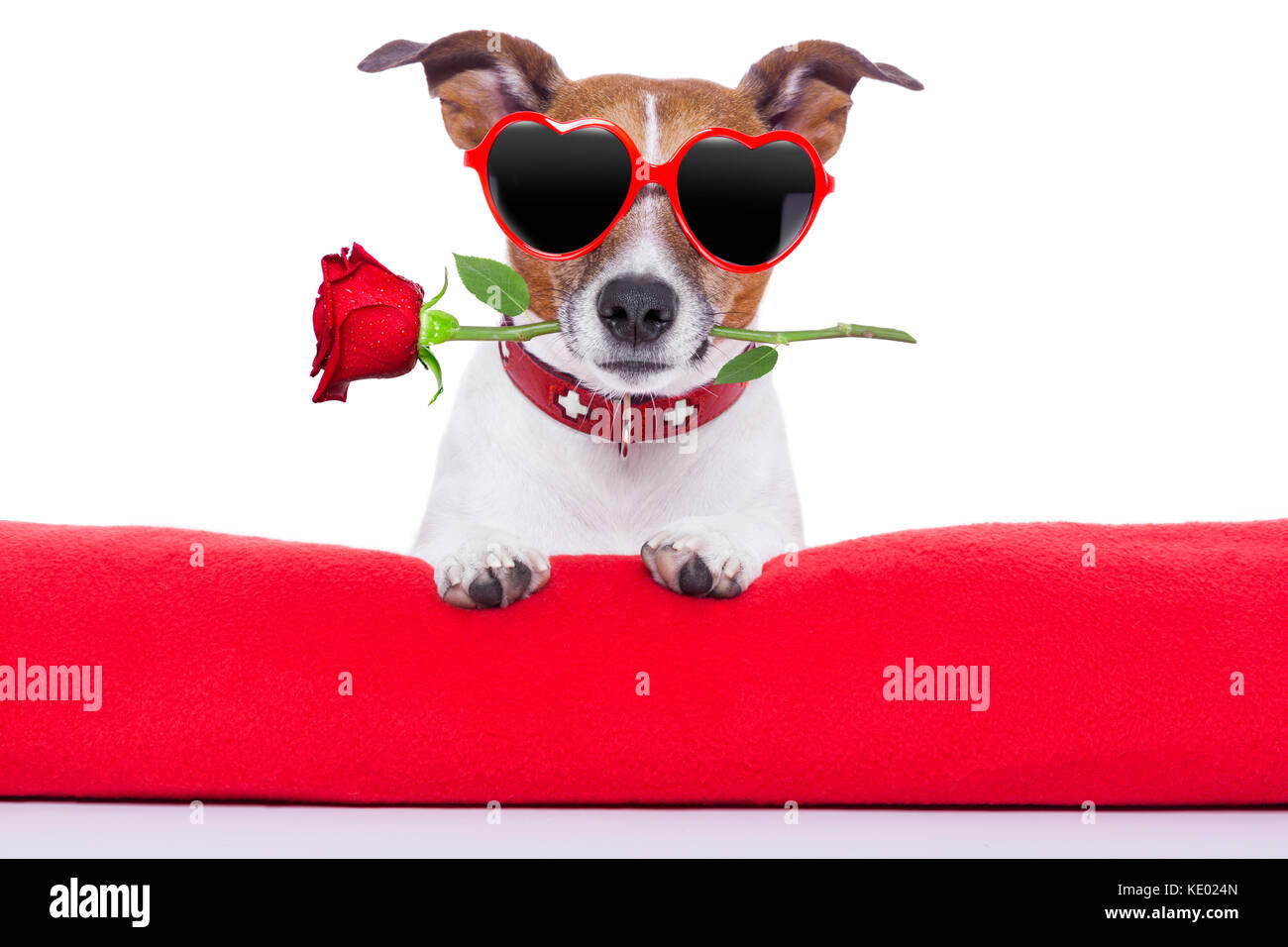 valentines day dog holding a rose in his mouth Stock Photo - Alamy