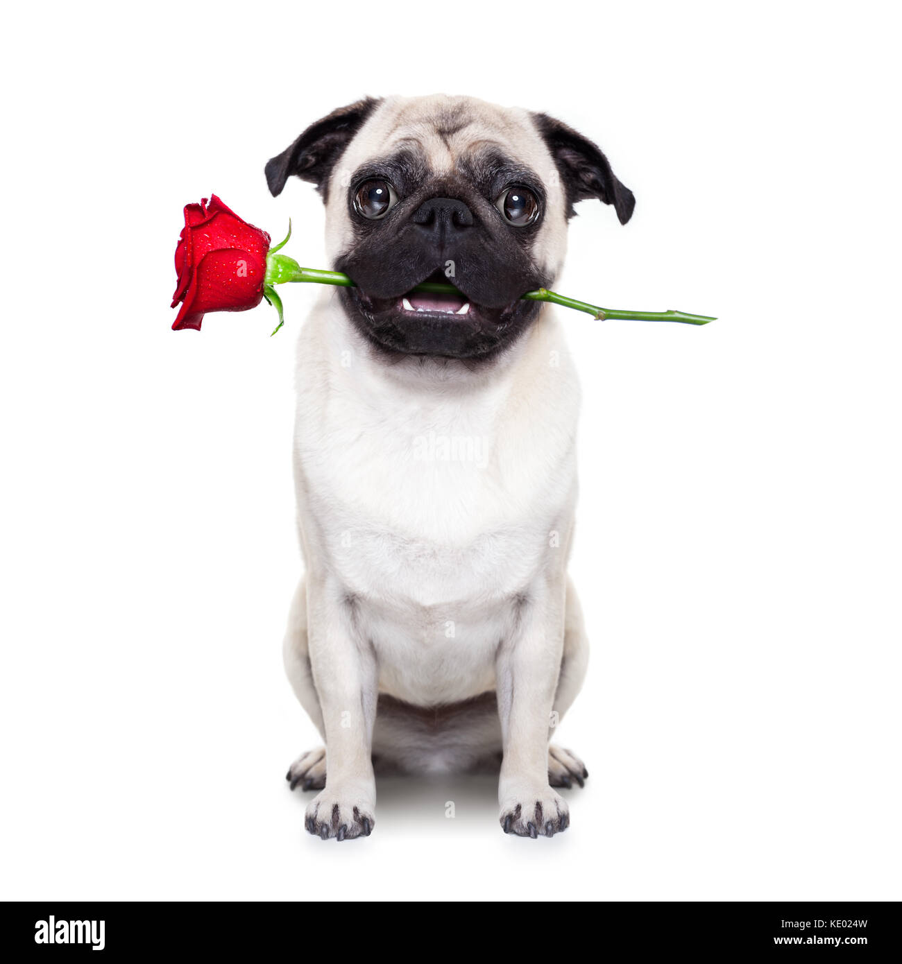 valentines dog in love with you , with a red rose in mouth , isolated ...