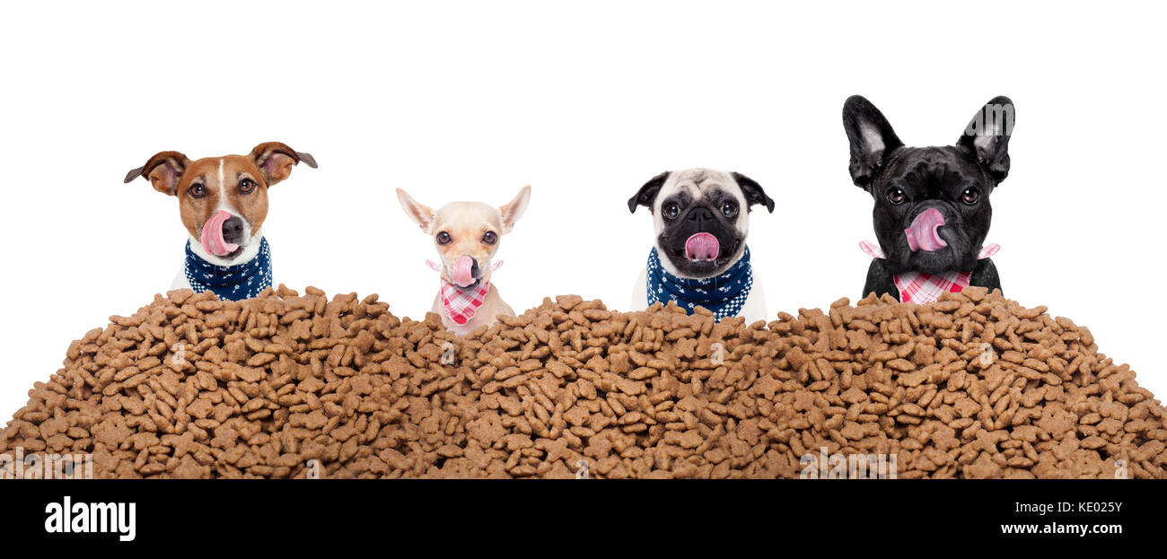 big row or group of hungry dogs behind a big mound of food , ready to ...