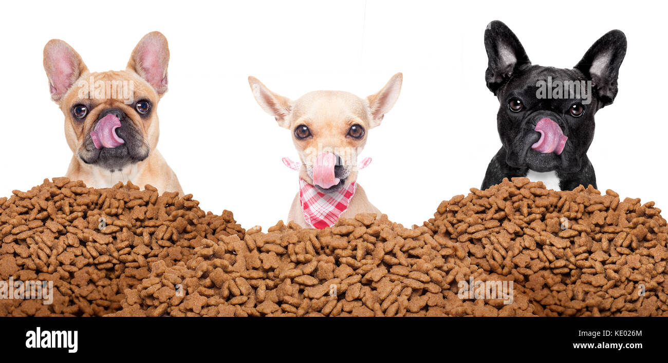 big row or group of hungry dogs behind a big mound of food , ready to ...