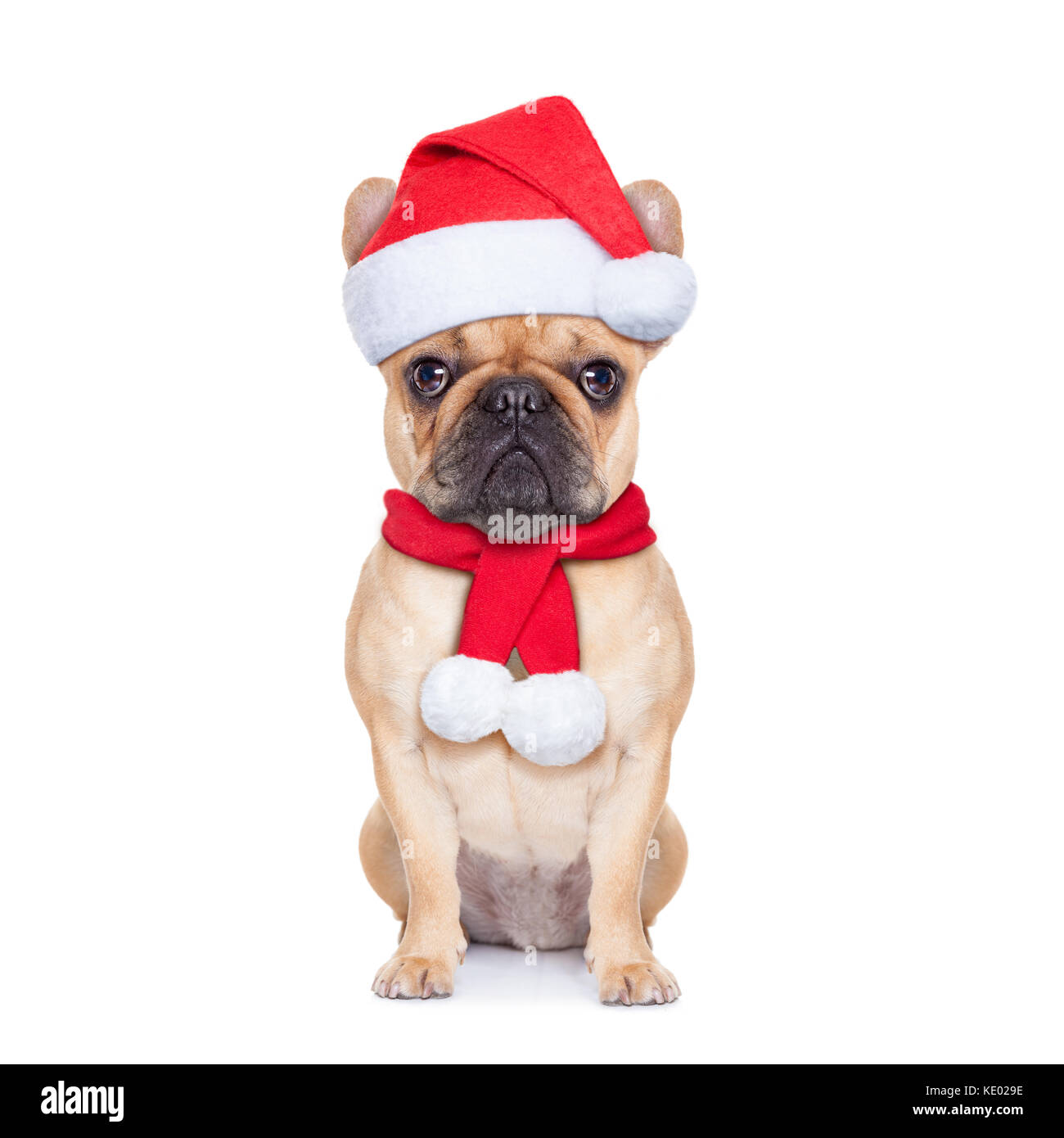 santa claus christmas dog isolated on white background Stock Photo - Alamy