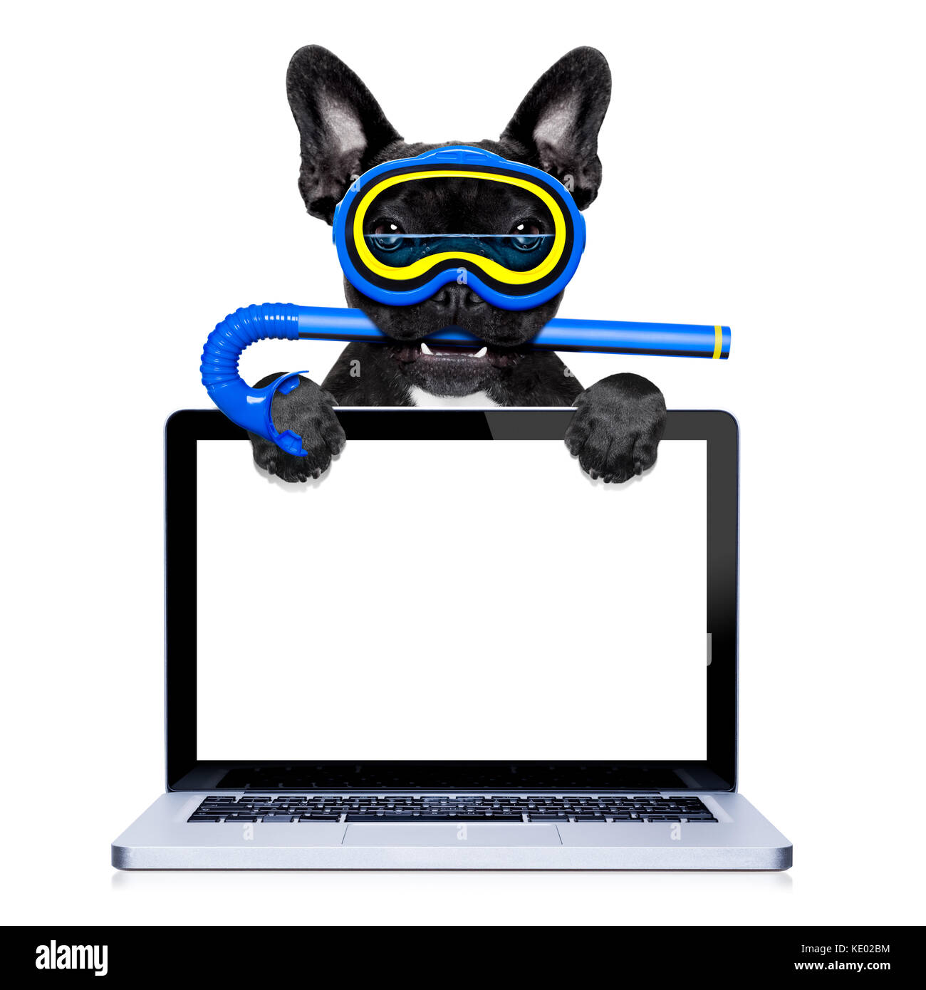 snorkeling scuba diving french bulldog dog with mask and fins , behind ...