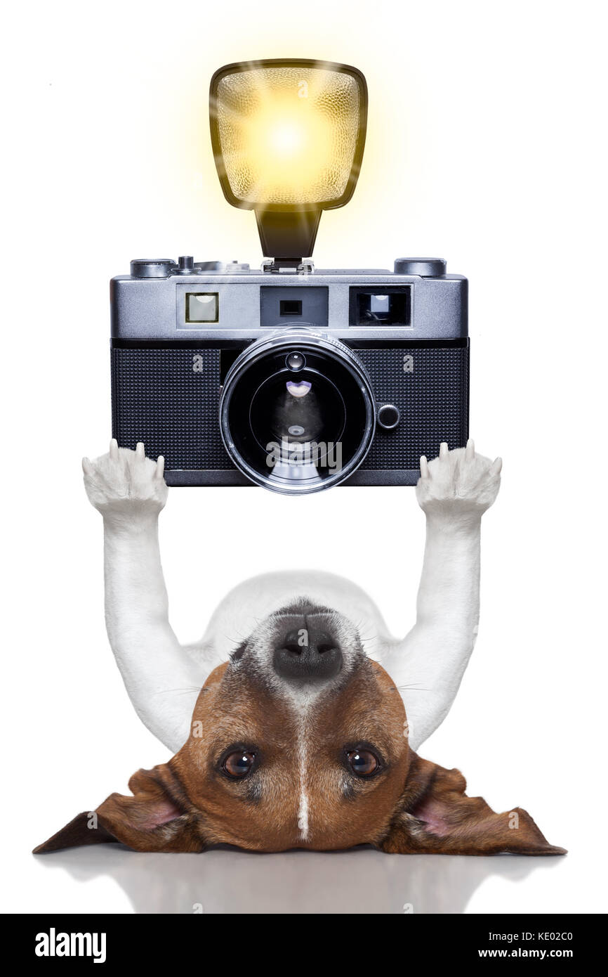 photographer dog taking a picture with a camera and flashing Stock ...