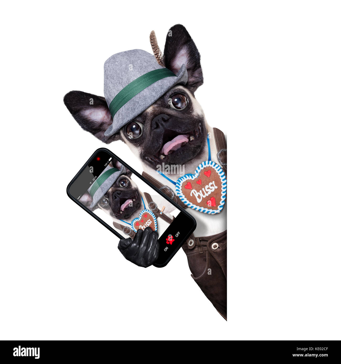 silly crazy pug dog dressed up as bavarian with gingerbread as collar ...