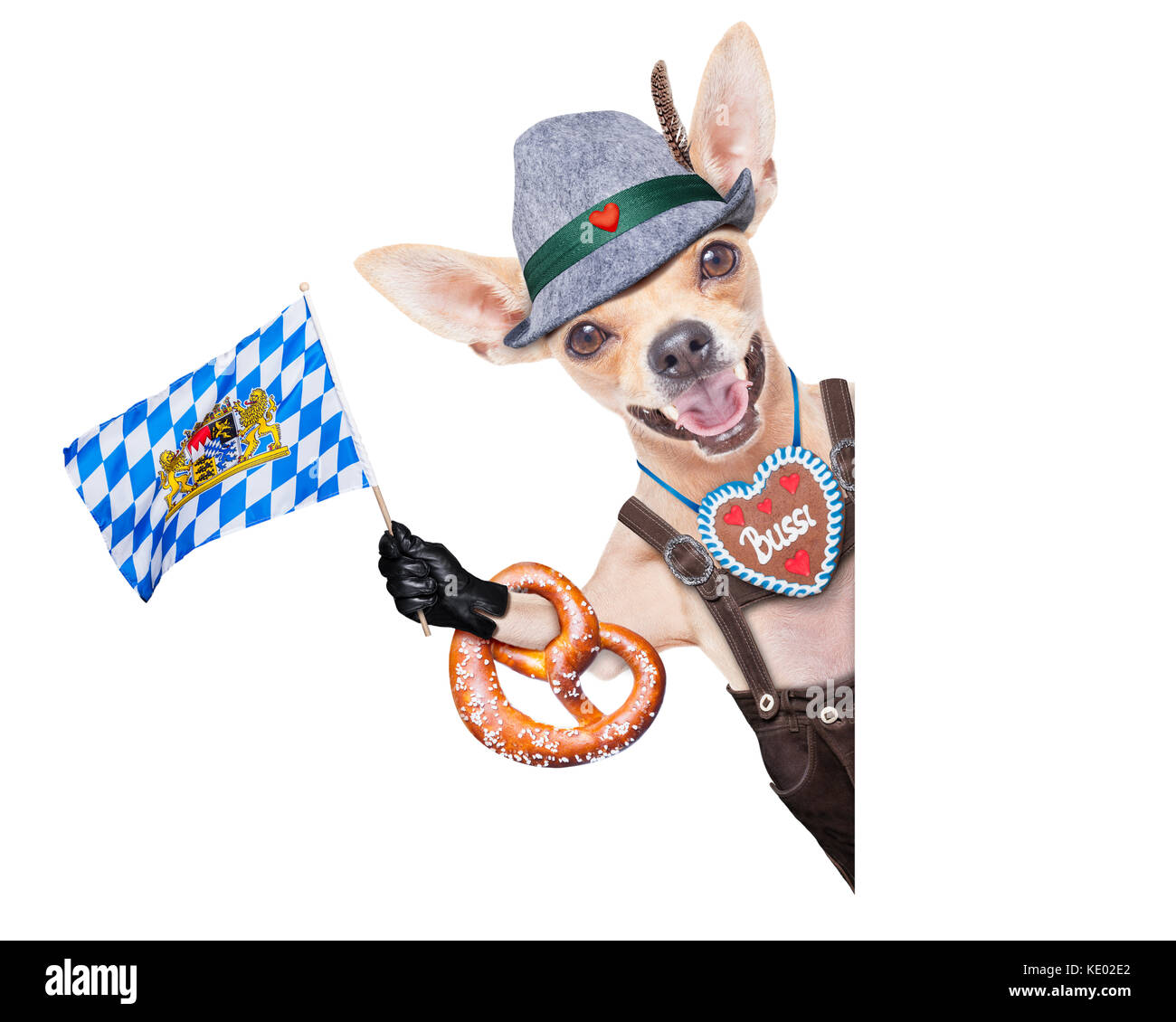 bavarian german chihuahua dog with gingerbread and pretzel, isolated on ...