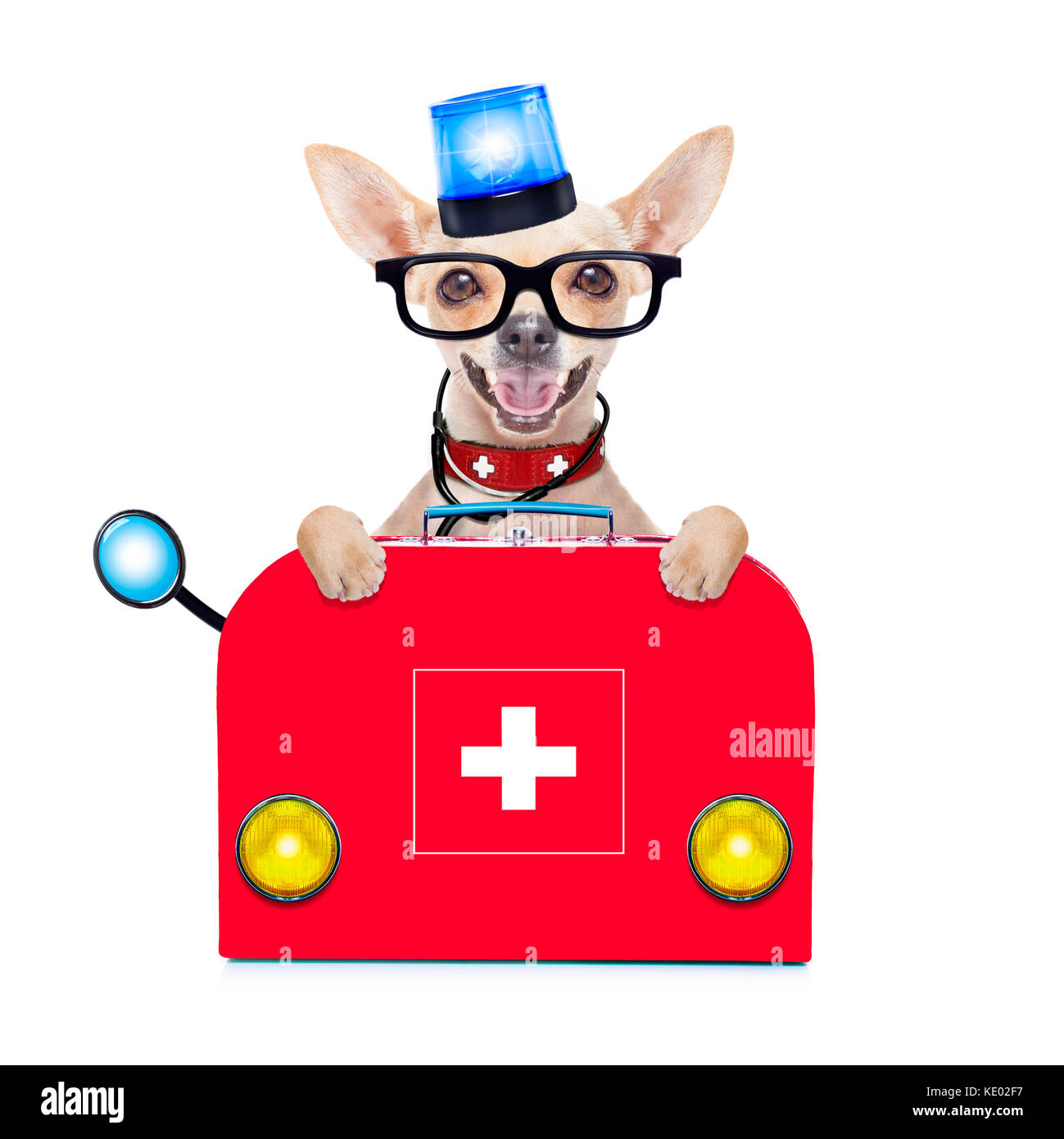 chihuahua dog as a medical veterinary emergency doctor with stethoscope ...