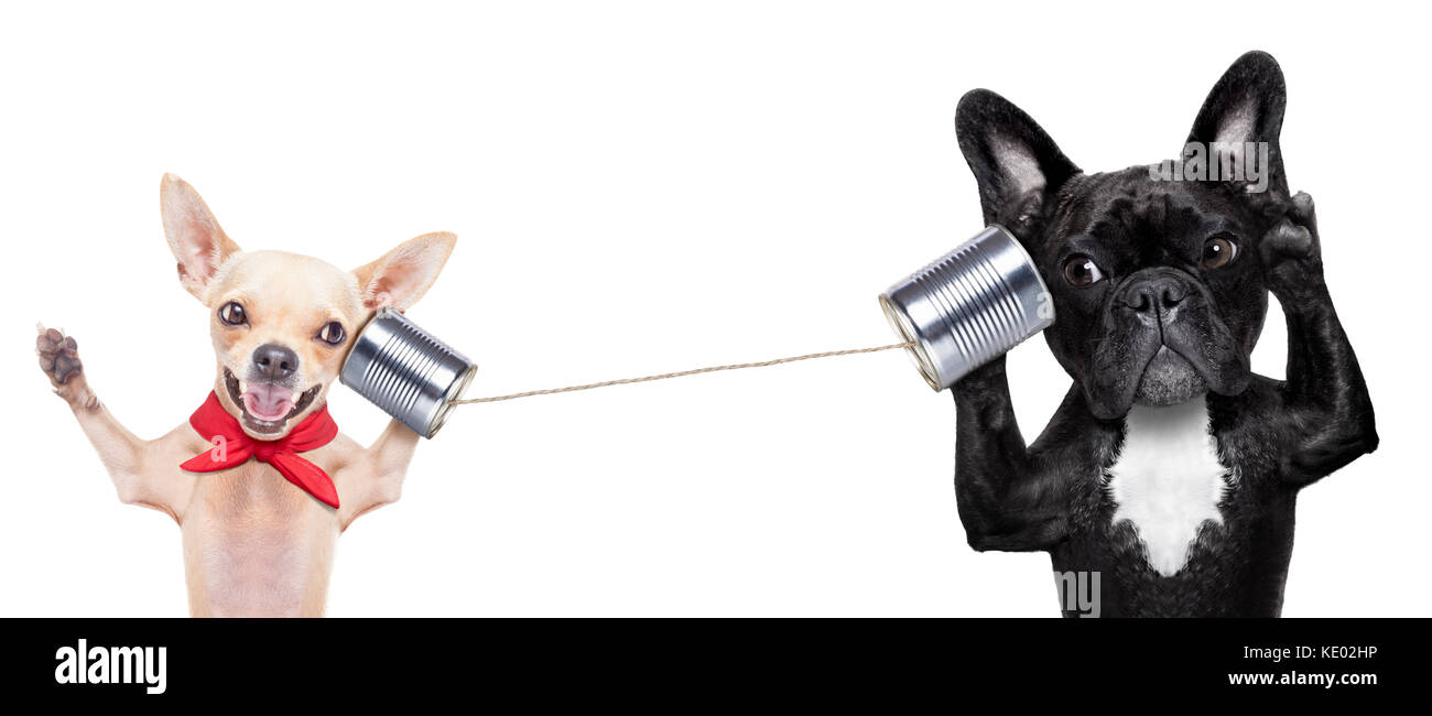 couple of dogs talking on the can phone, isolated on white background ...