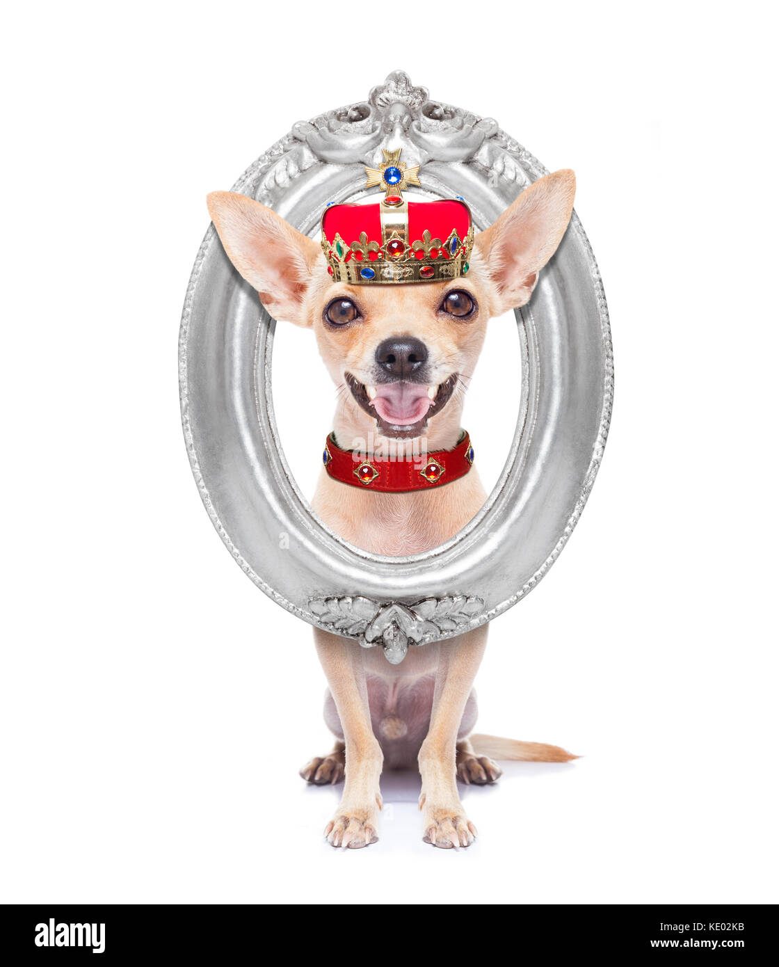 chihuahua dog as king with crown looking and staring at you ,behind ...