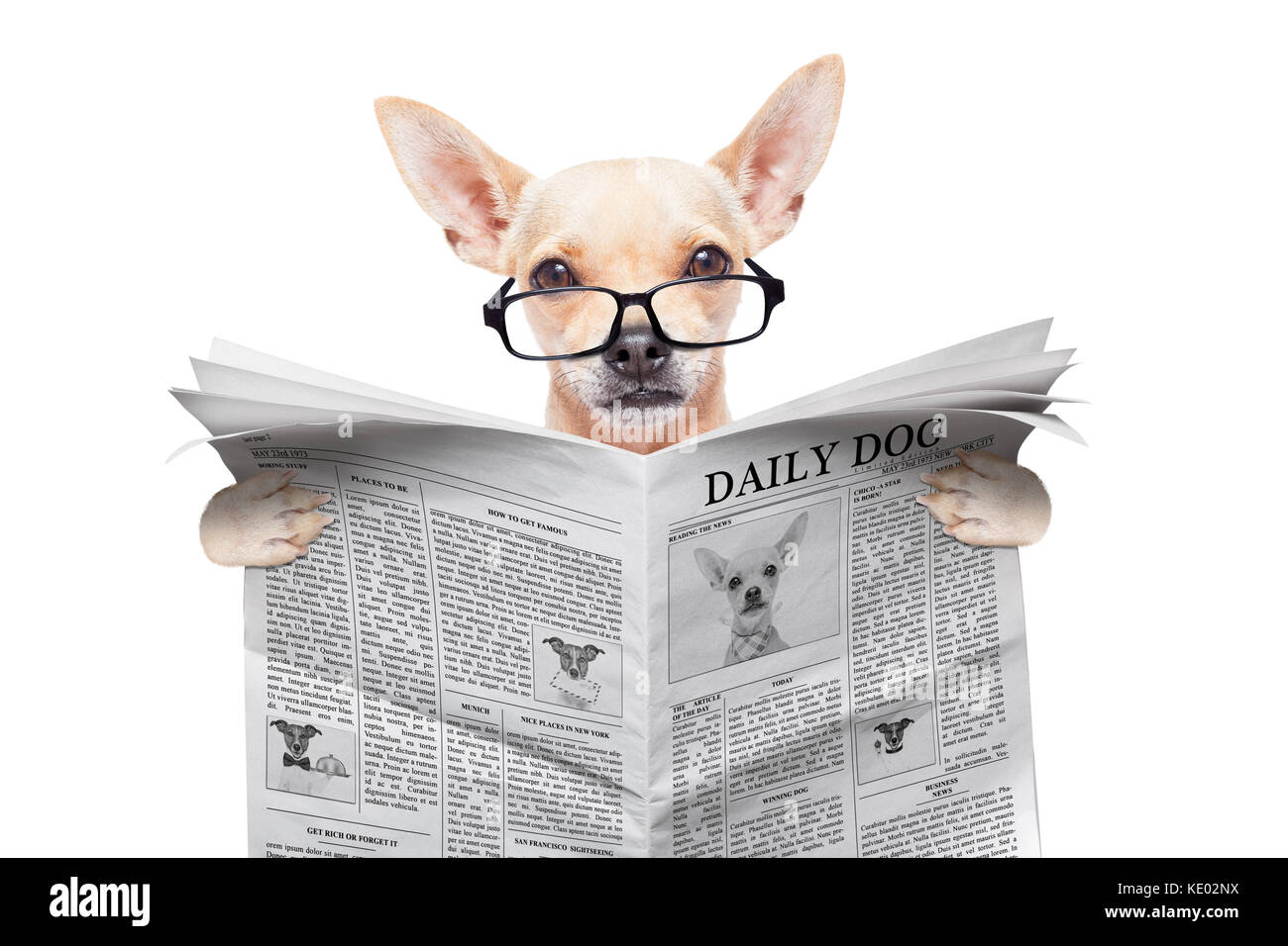 Dog Reading Newspaper