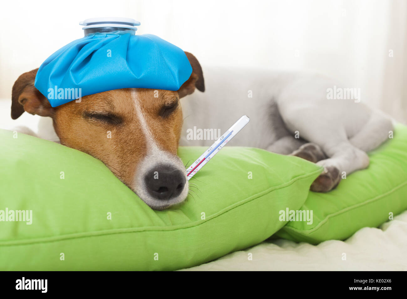 sick and ill jack russell dog resting having a siesta on bed, tired and ...