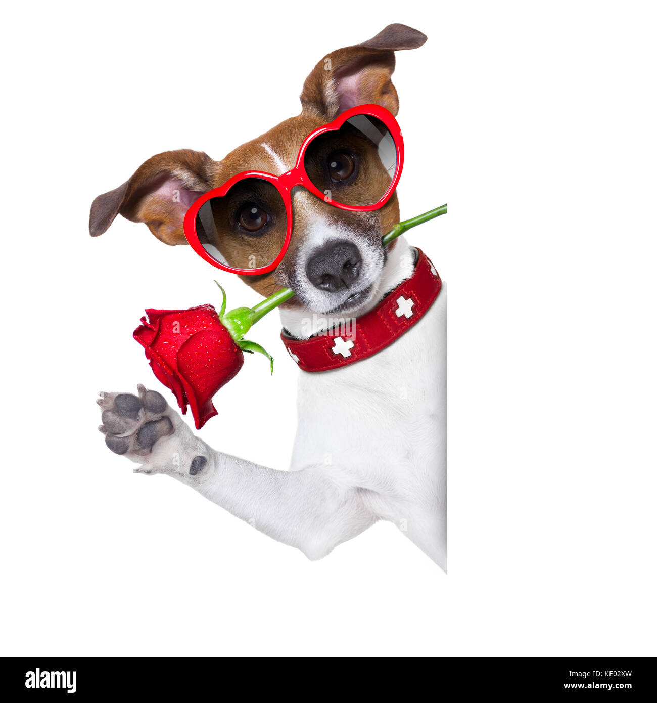 valentines dog with a red rose in mouth , isolated on white background ...