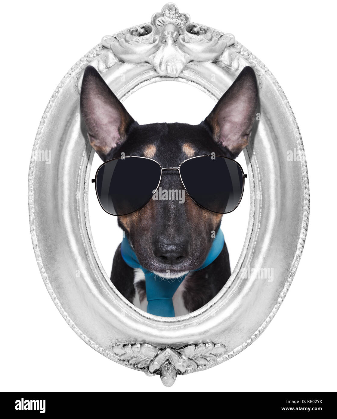 miniature pit bull bullterrier dog portrait in a wooden retro old frame ...
