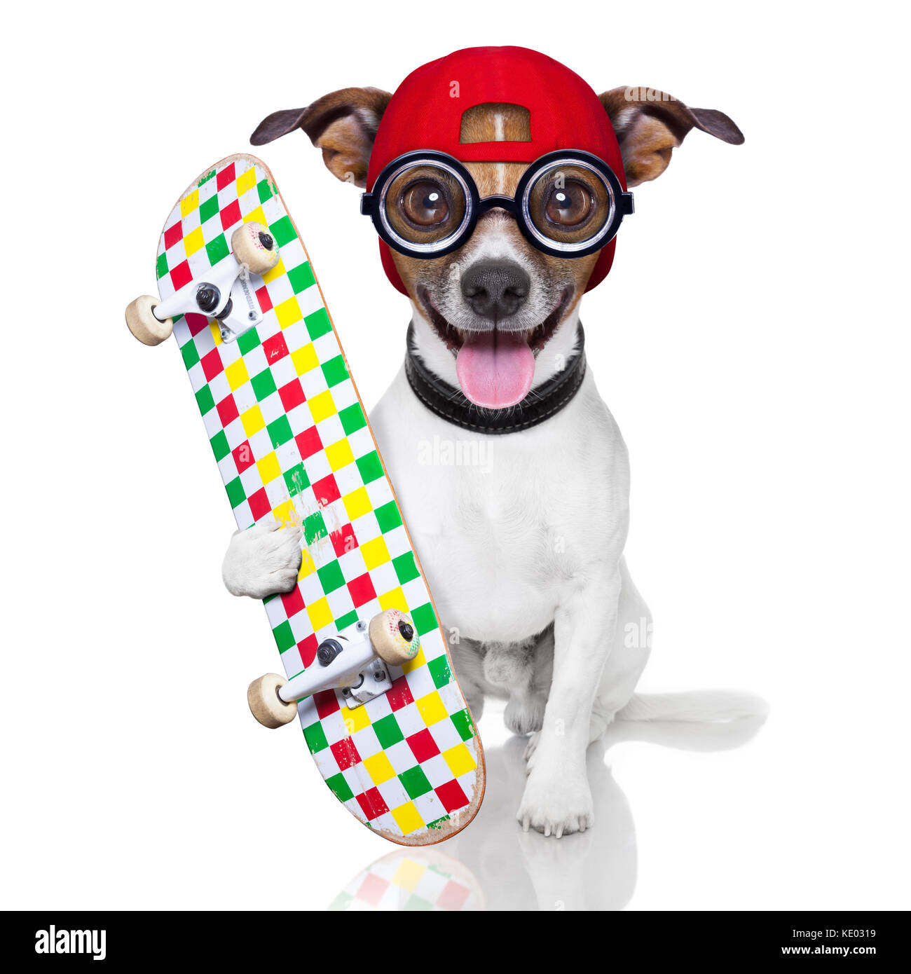 skater dog with red cap ready to play Stock Photo - Alamy