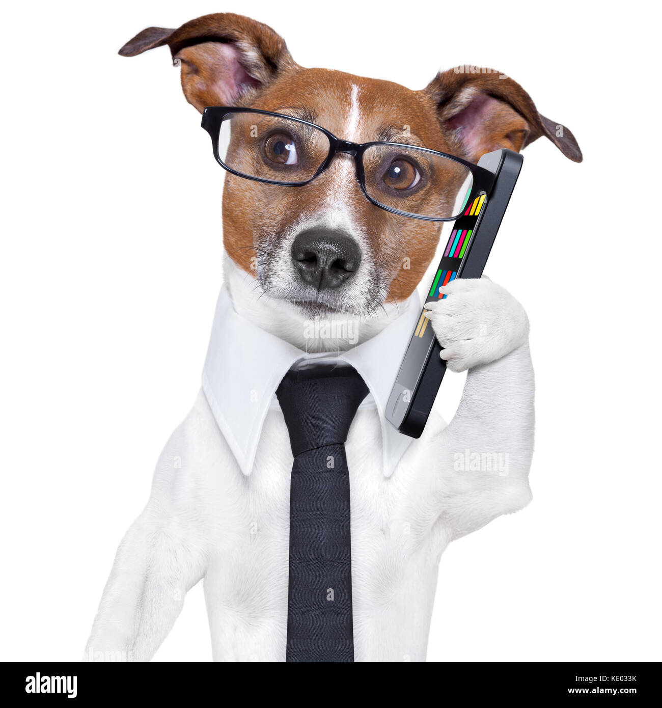 business dog with a smartphone and glasses Stock Photo - Alamy
