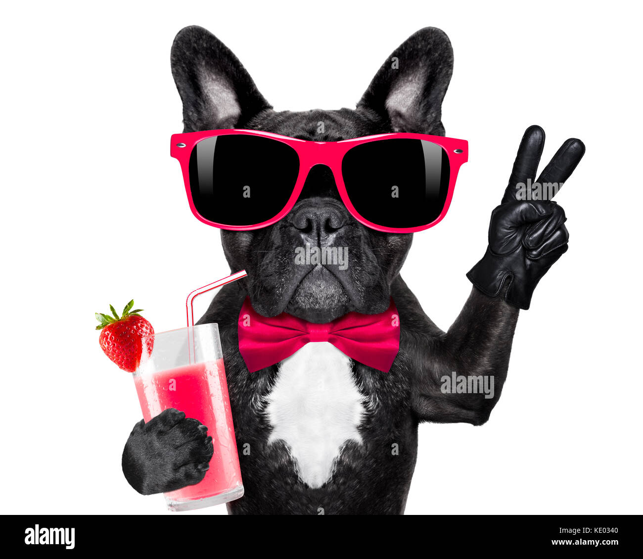 french bulldog dog with cocktail milkshake smoothie and funny glasses ...