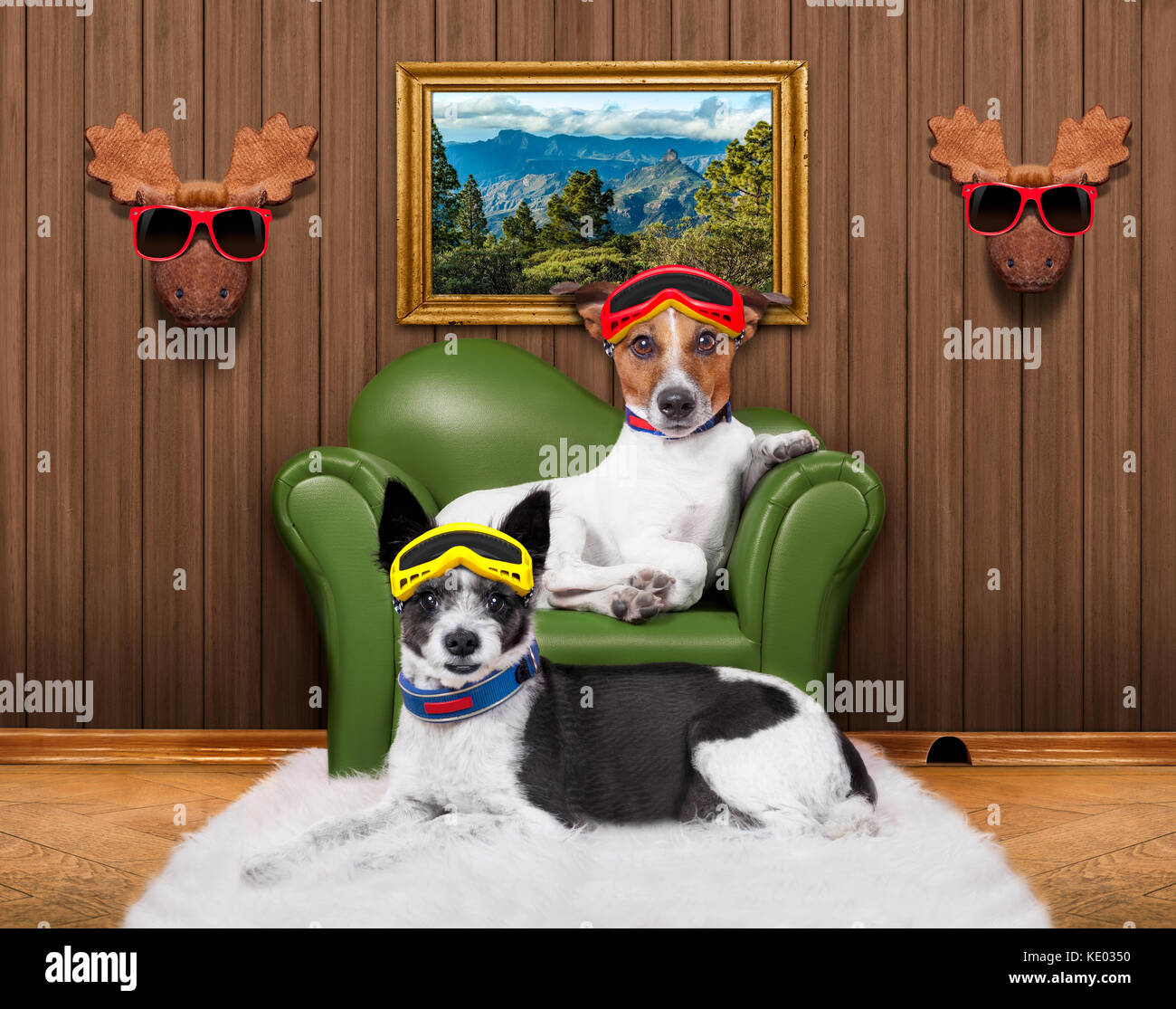 love couple of dogs sitting on a sofa with ski goggles warming up in ...