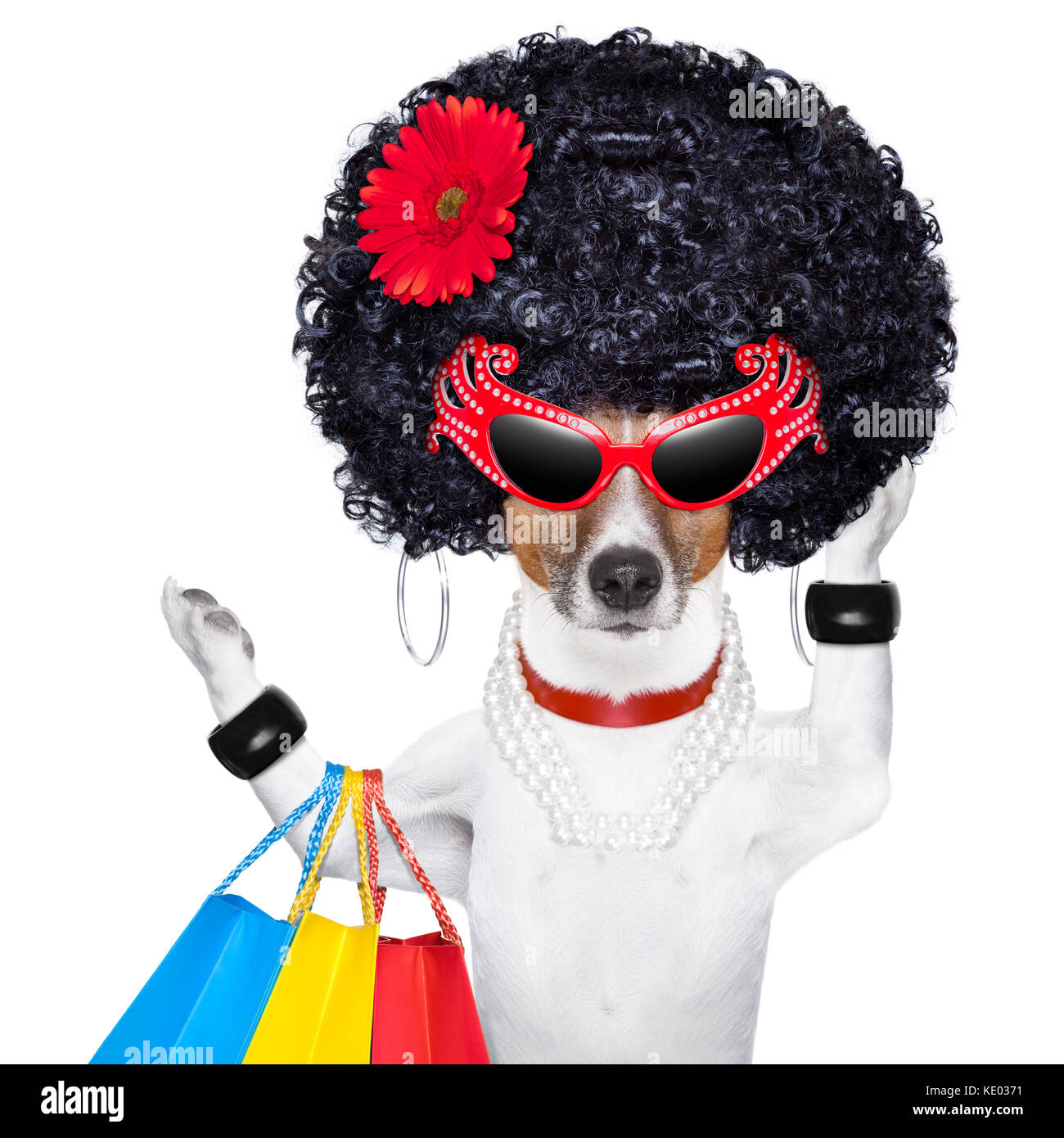 diva dog shopping like a pro , holding a bunch of bags Stock Photo - Alamy