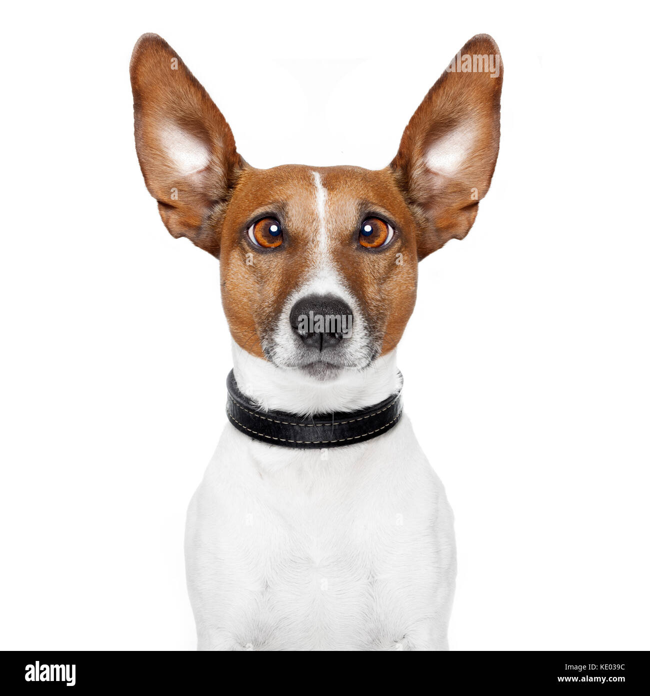 crazy dog with big lazy eyes Stock Photo - Alamy