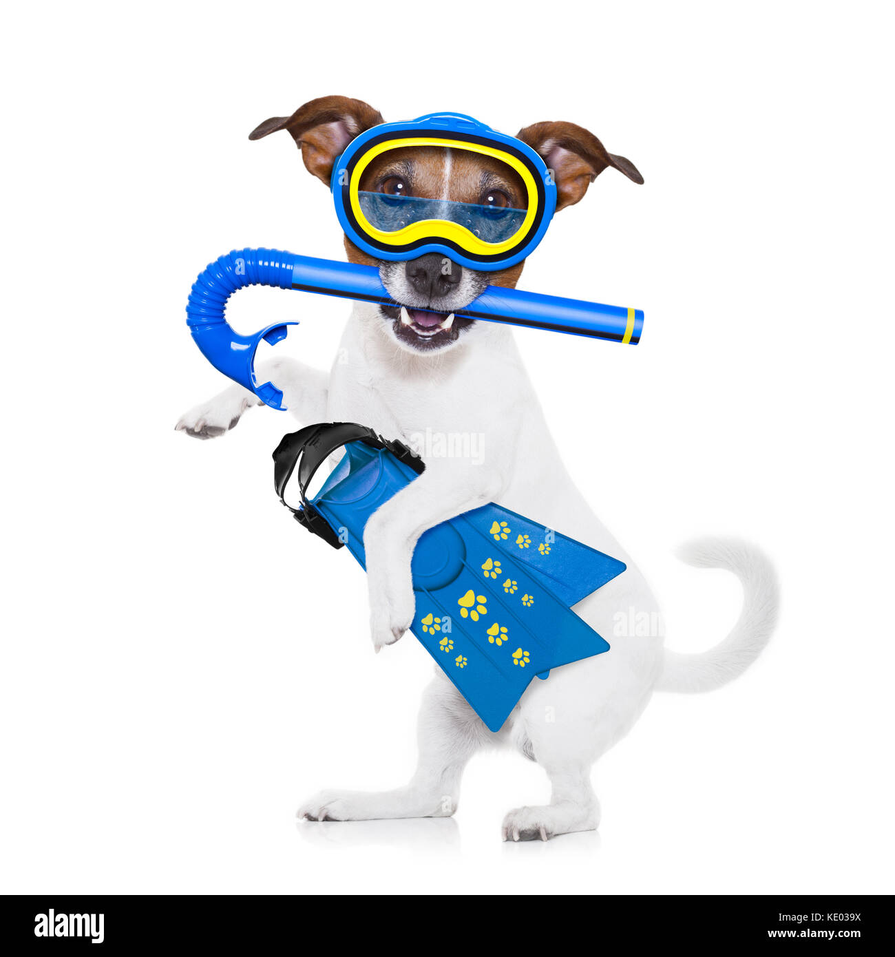 snorkeling scuba diving jack russell dog with mask and fins , isolated ...