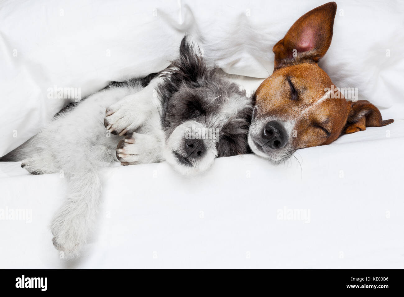 two dogs in love sleeping together in bed Stock Photo - Alamy