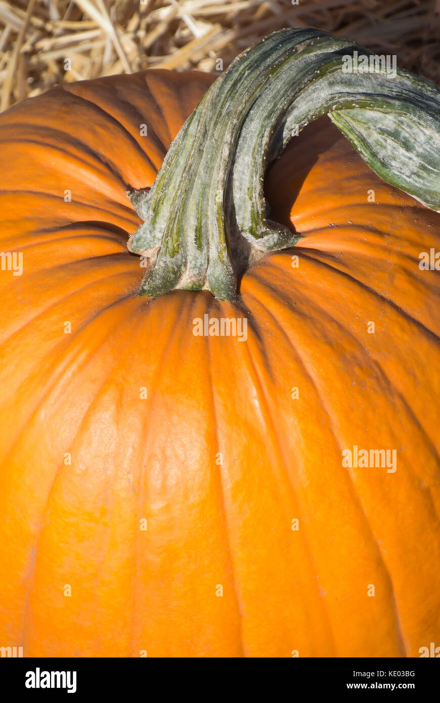 Pumpkin Close-Up Stock Photo - Alamy